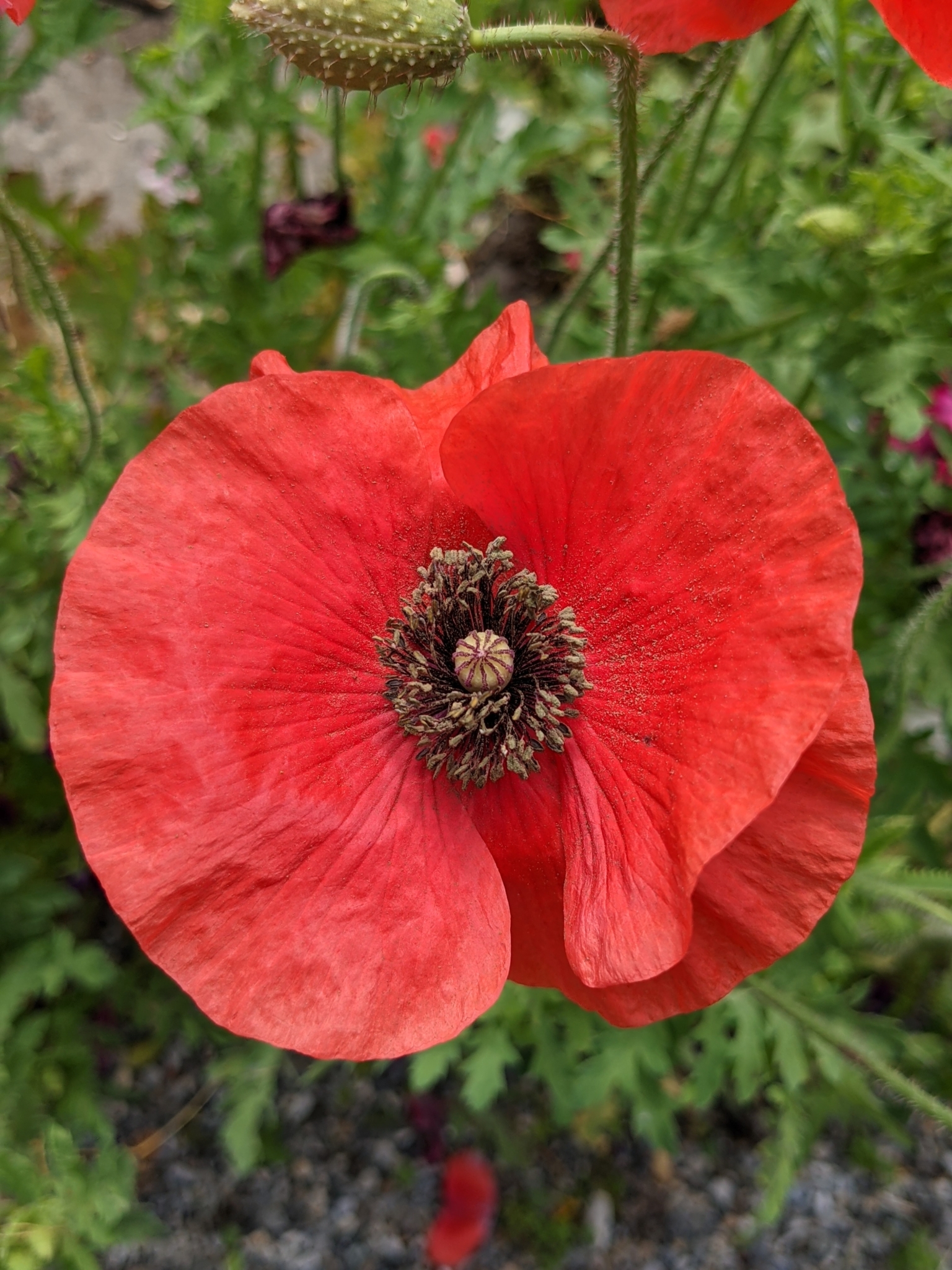 The Martha Stewart Blog : Blog Archive This Year's Blooming Poppies ...