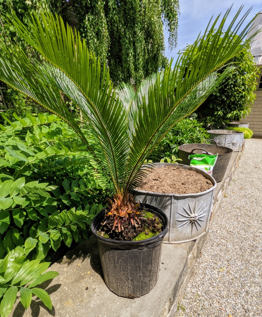 Potting Up Sago Palms Outside My Winter House - The Martha Stewart Blog