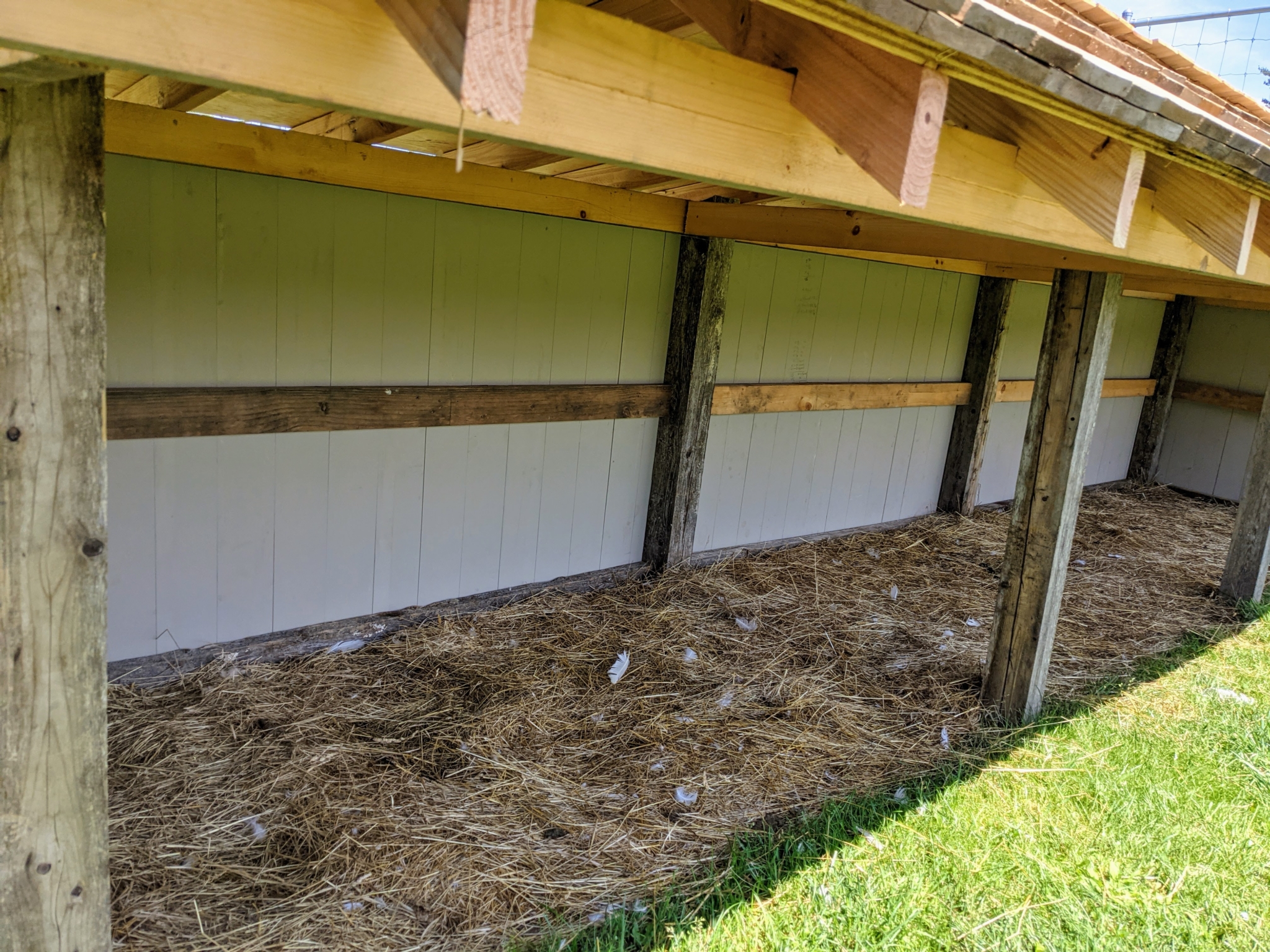 Building a Shelter for My Geese - The Martha Stewart Blog