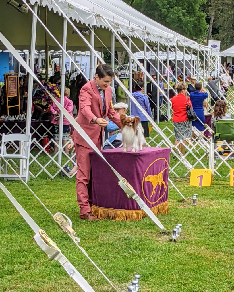 The 145th Westminster Kennel Club Dog Show, Part One - The Martha ...