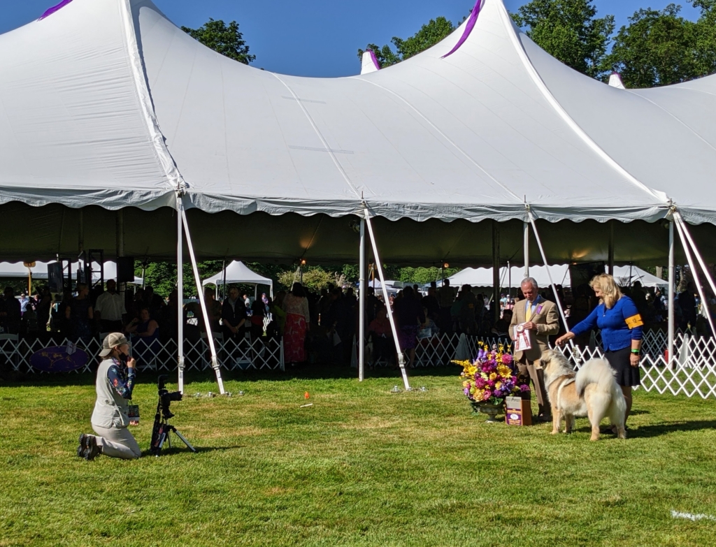 The 145th Westminster Kennel Club Dog Show, Part Two - The Martha ...