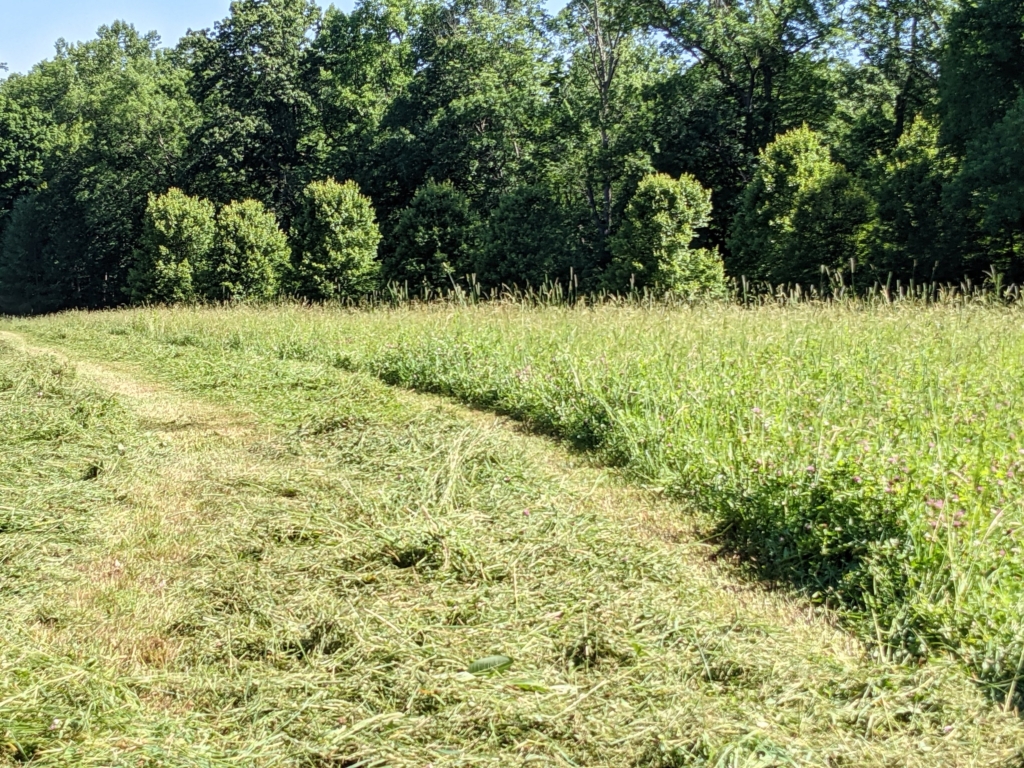 Cutting and Preparing the Hay for Baling - The Martha Stewart Blog