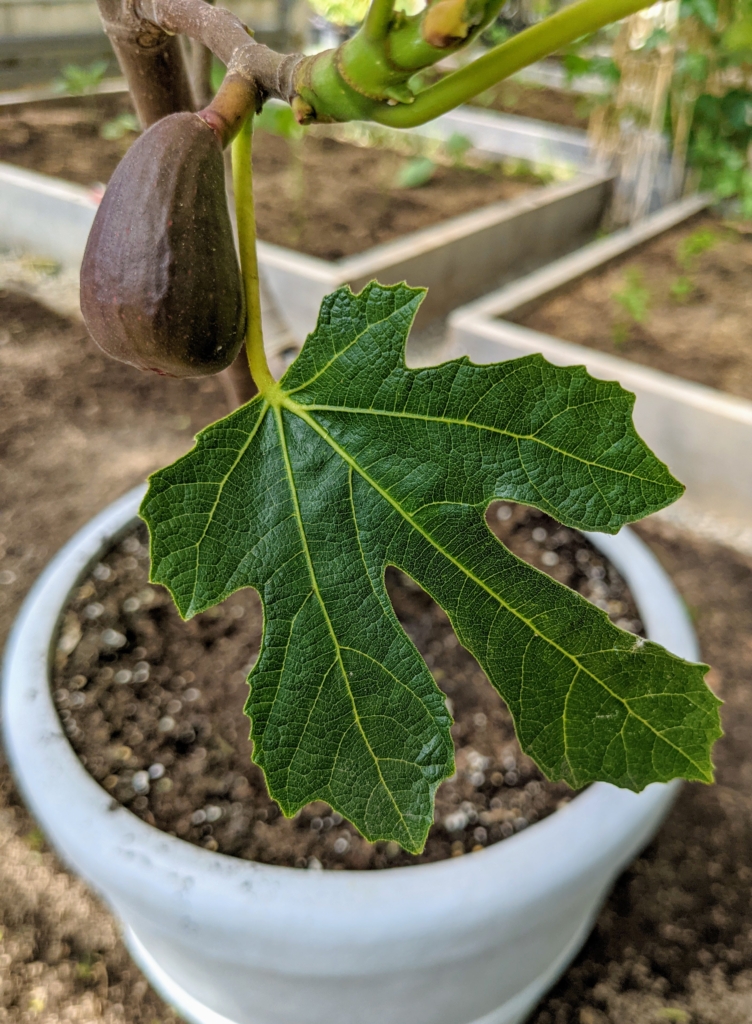 Planting Fig Trees in My Vegetable Greenhouse - The Martha Stewart Blog