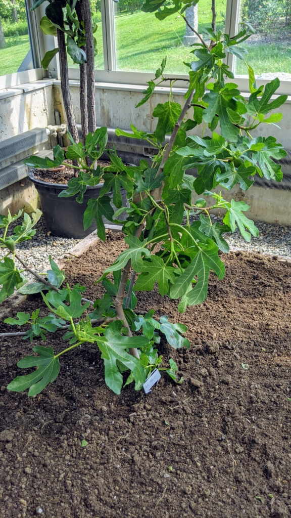 The Martha Stewart Blog : Blog Archive Planting Fig Trees in My ...