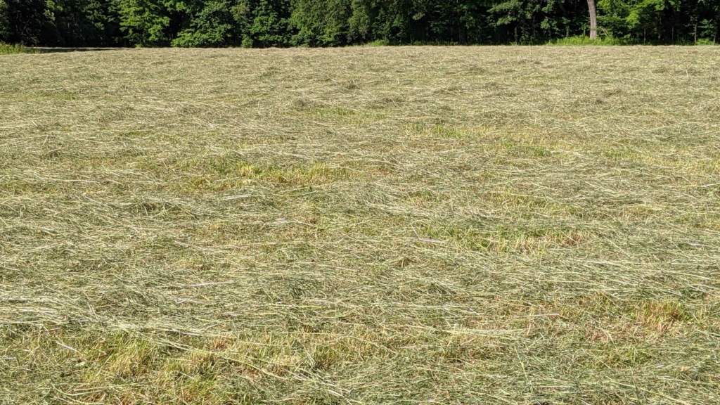 Cutting and Preparing the Hay for Baling - The Martha Stewart Blog