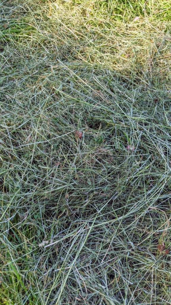 The Martha Stewart Blog : Blog Archive Cutting and Preparing the Hay ...