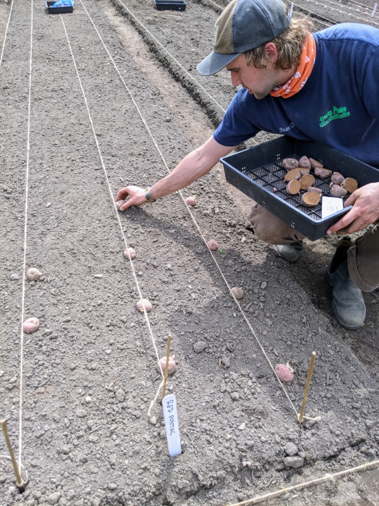 Planting the Season's Potatoes - The Martha Stewart Blog
