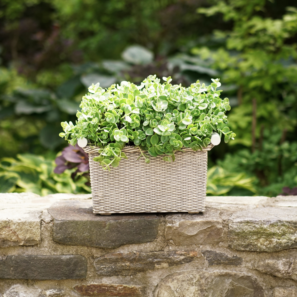 Our New Shop at Martha.com - The Martha Stewart Blog