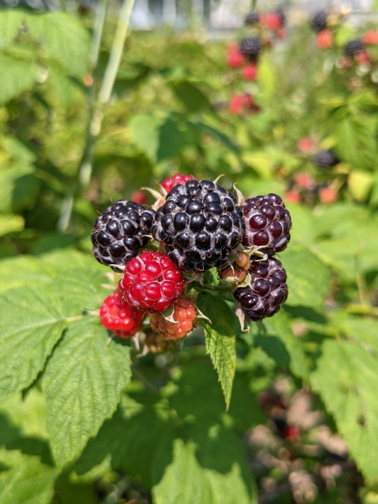 The Martha Stewart Blog : Blog Archive Harvesting Sweet Raspberries ...