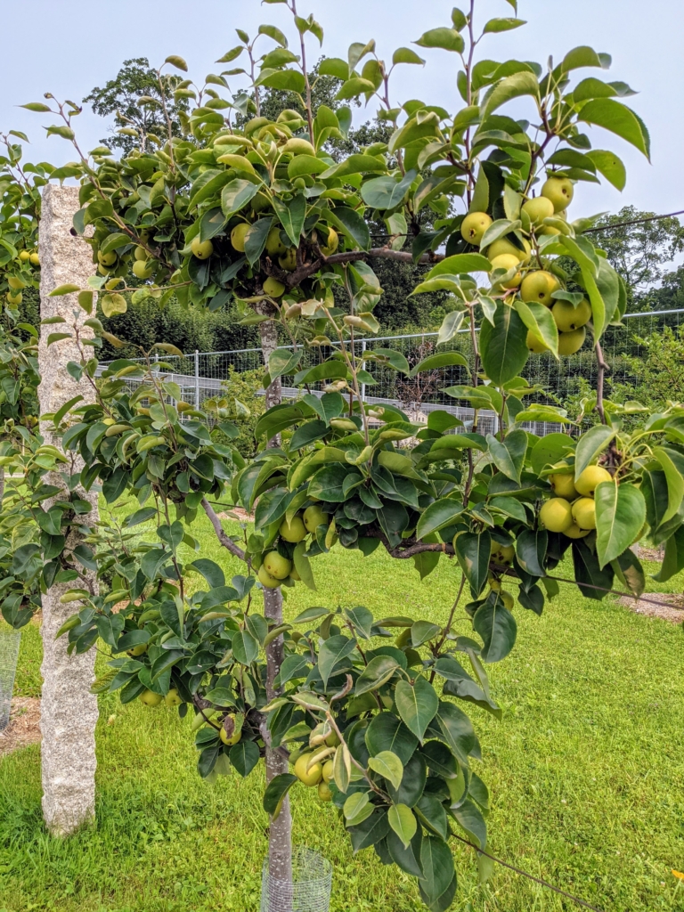 The Martha Stewart Blog : Blog Archive Growing Fruits at the Farm - The ...