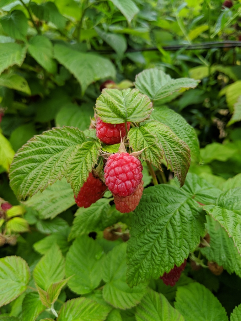 Harvesting Sweet Raspberries - The Martha Stewart Blog