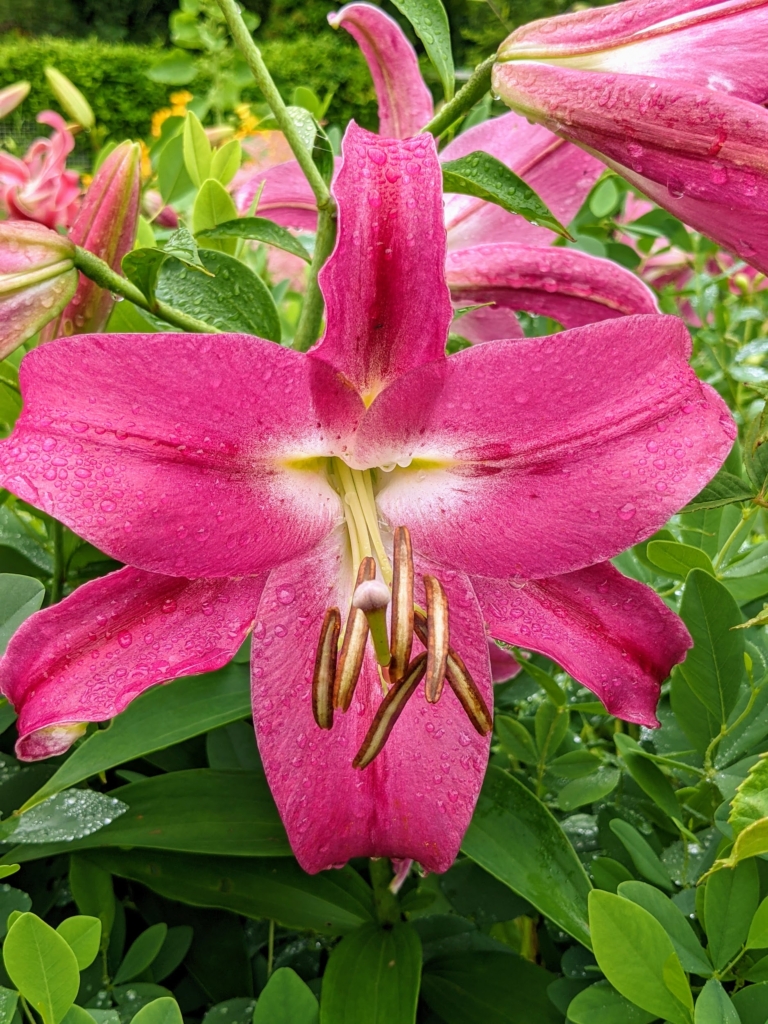 My Blooming Lilies - The Martha Stewart Blog