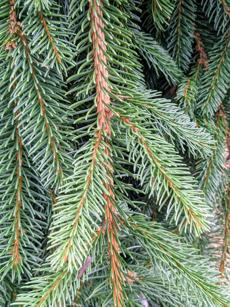 The Martha Stewart Blog : Blog Archive Mulching My Pinetum - The Martha ...