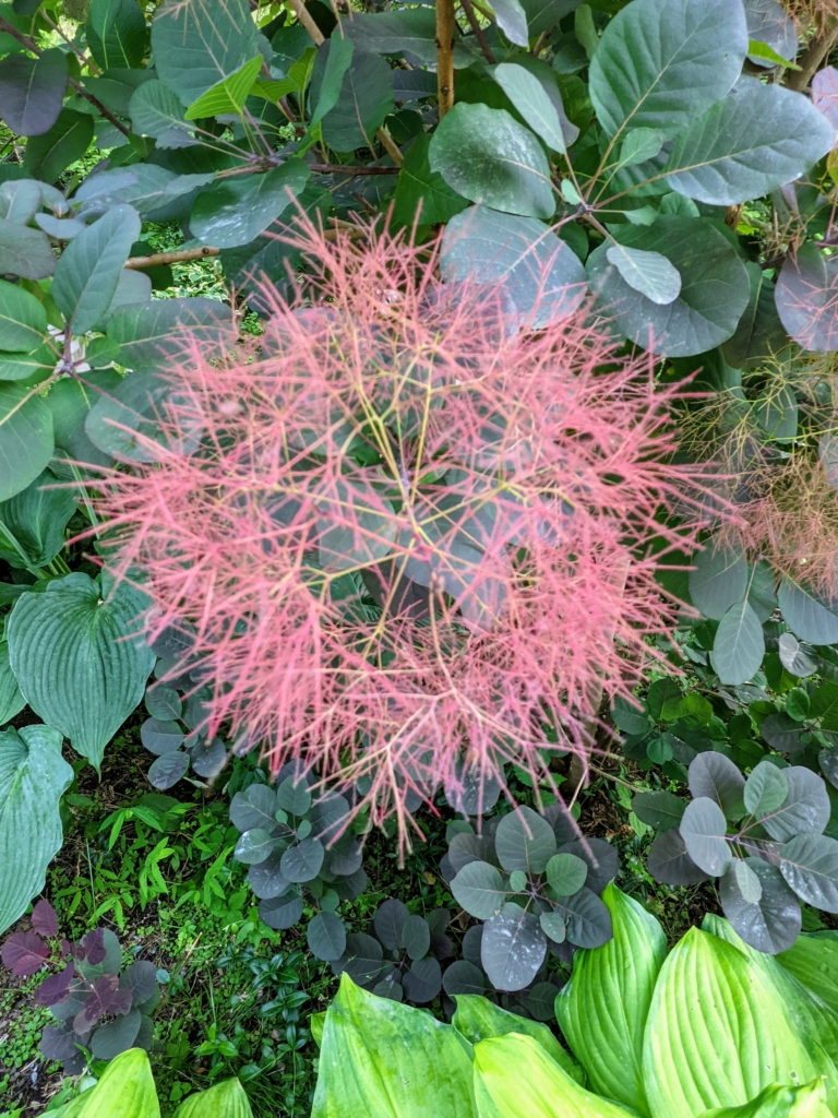 The Martha Stewart Blog : Blog Archive The Cotinus Around My Farm - The ...