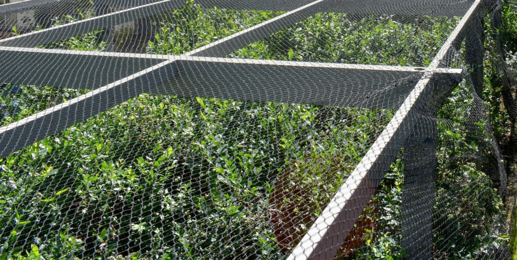 The Martha Stewart Blog : Blog Archive Picking the First Blueberries of ...