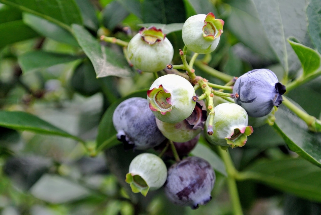 Picking the First Blueberries of the Season - The Martha Stewart Blog