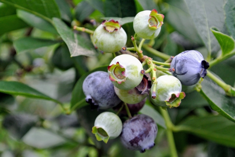Picking the First Blueberries of the Season - The Martha Stewart Blog