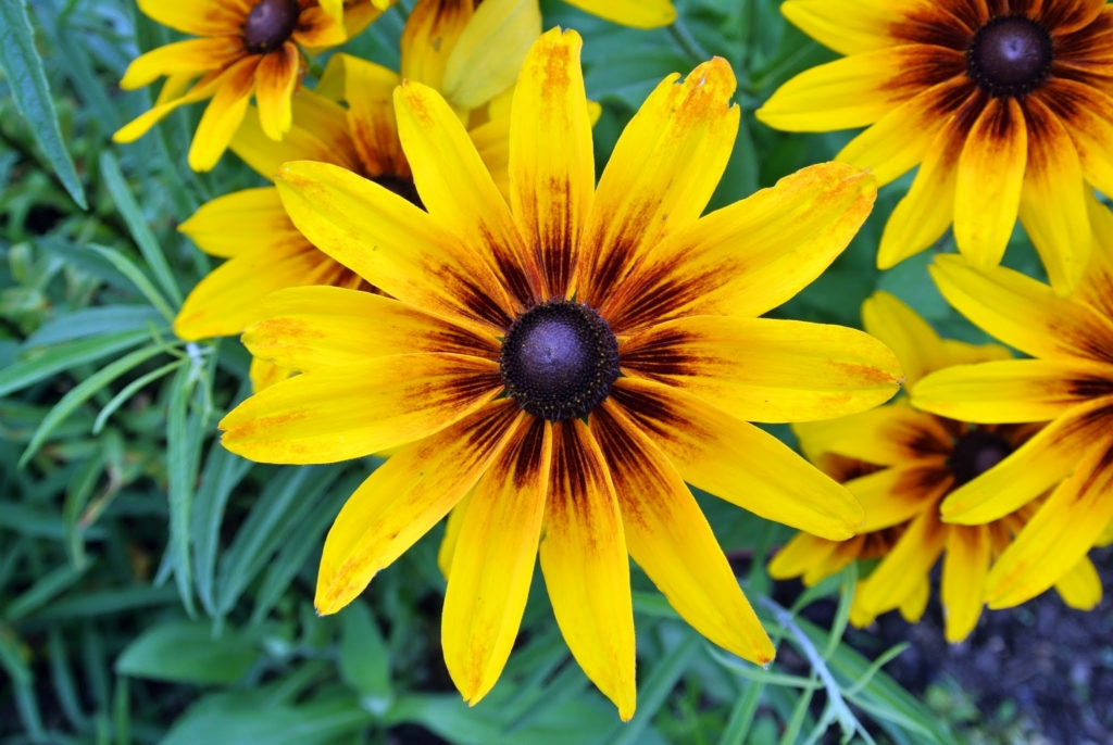 July Blooms in the Flower Garden - The Martha Stewart Blog