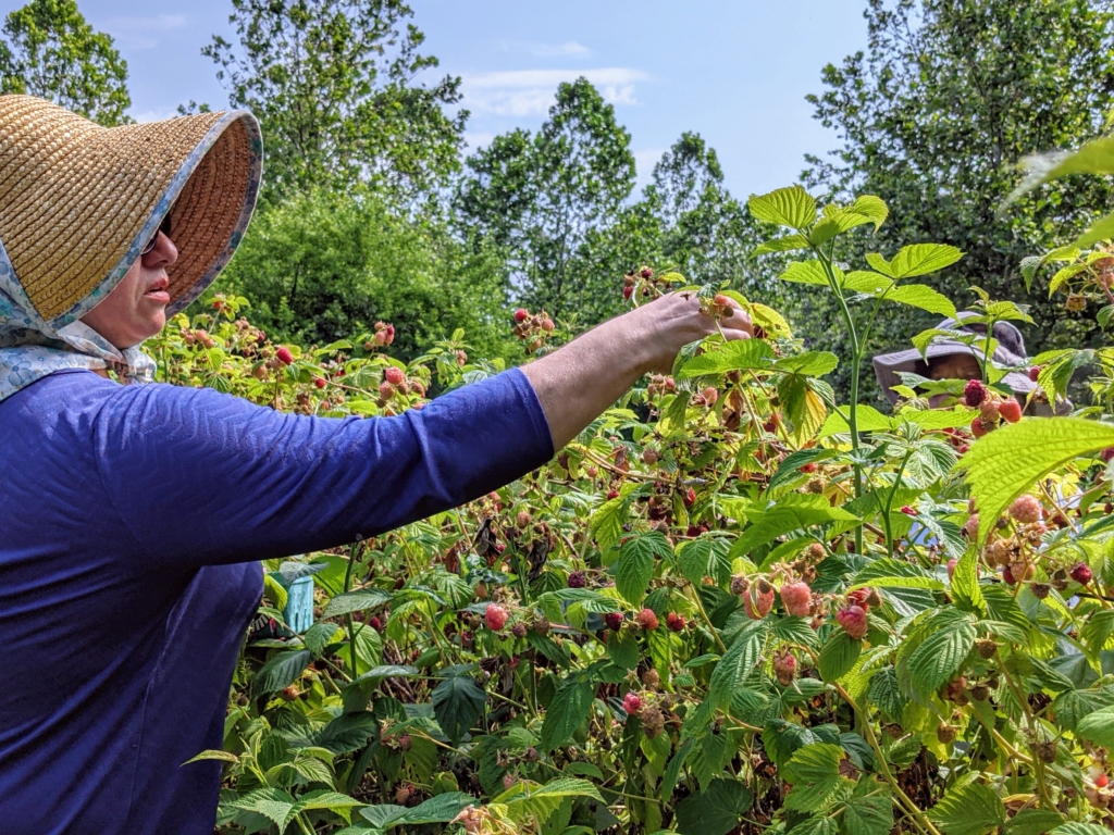 Harvesting Sweet Raspberries - The Martha Stewart Blog