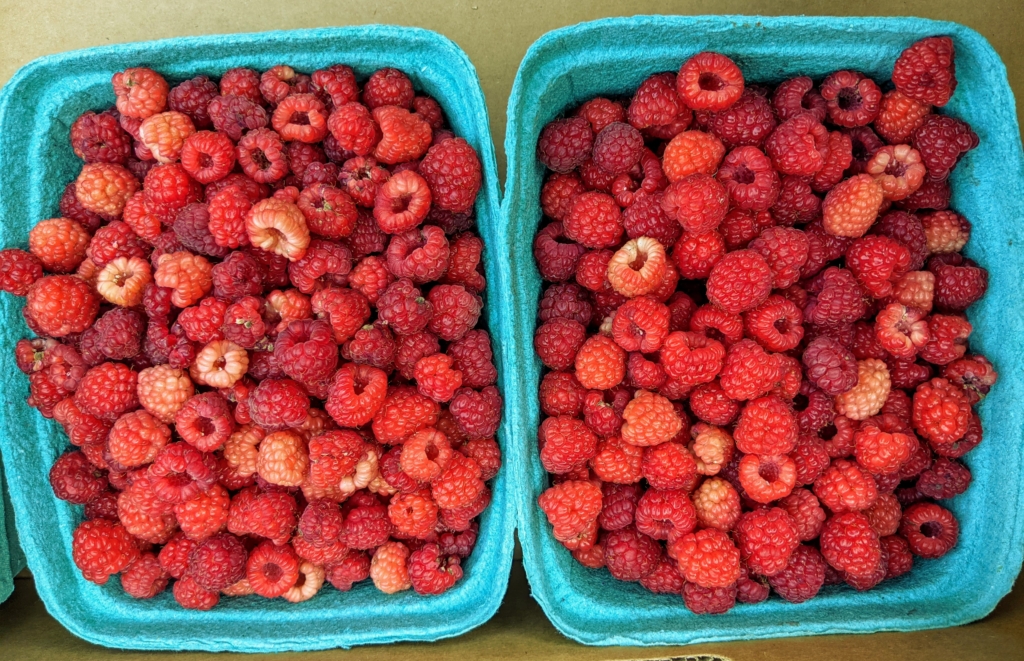 Harvesting Sweet Raspberries - The Martha Stewart Blog