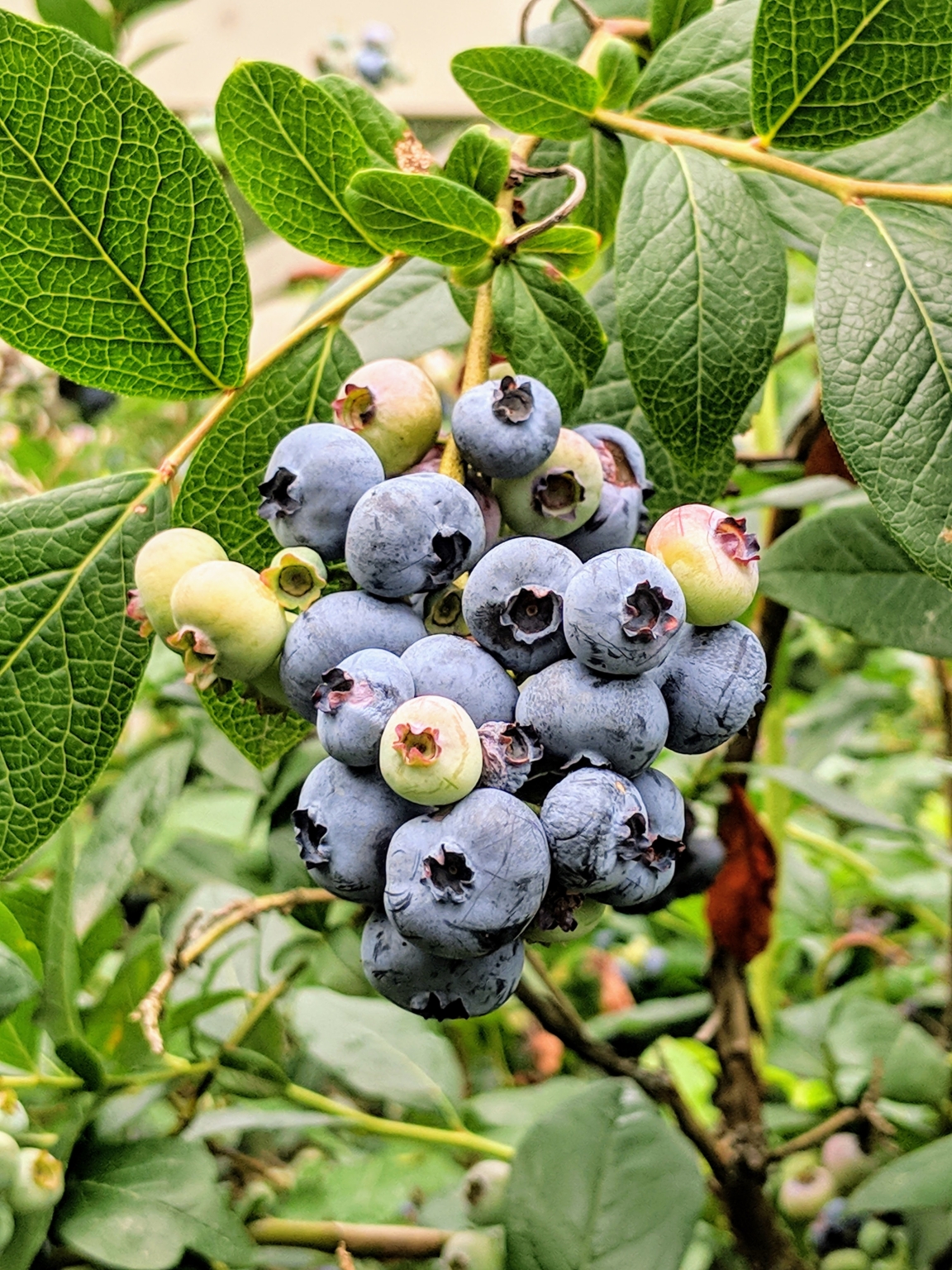 Picking the First Blueberries of the Season - The Martha Stewart Blog