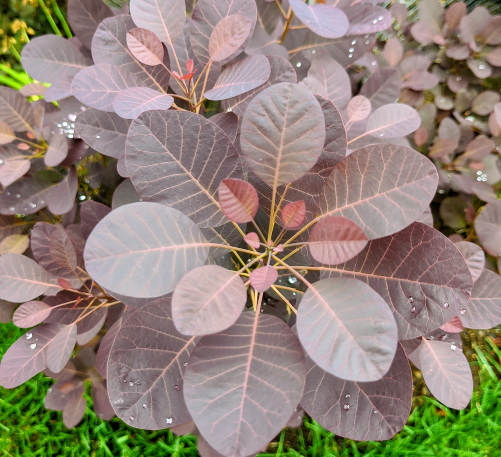 The Cotinus Around My Farm - The Martha Stewart Blog