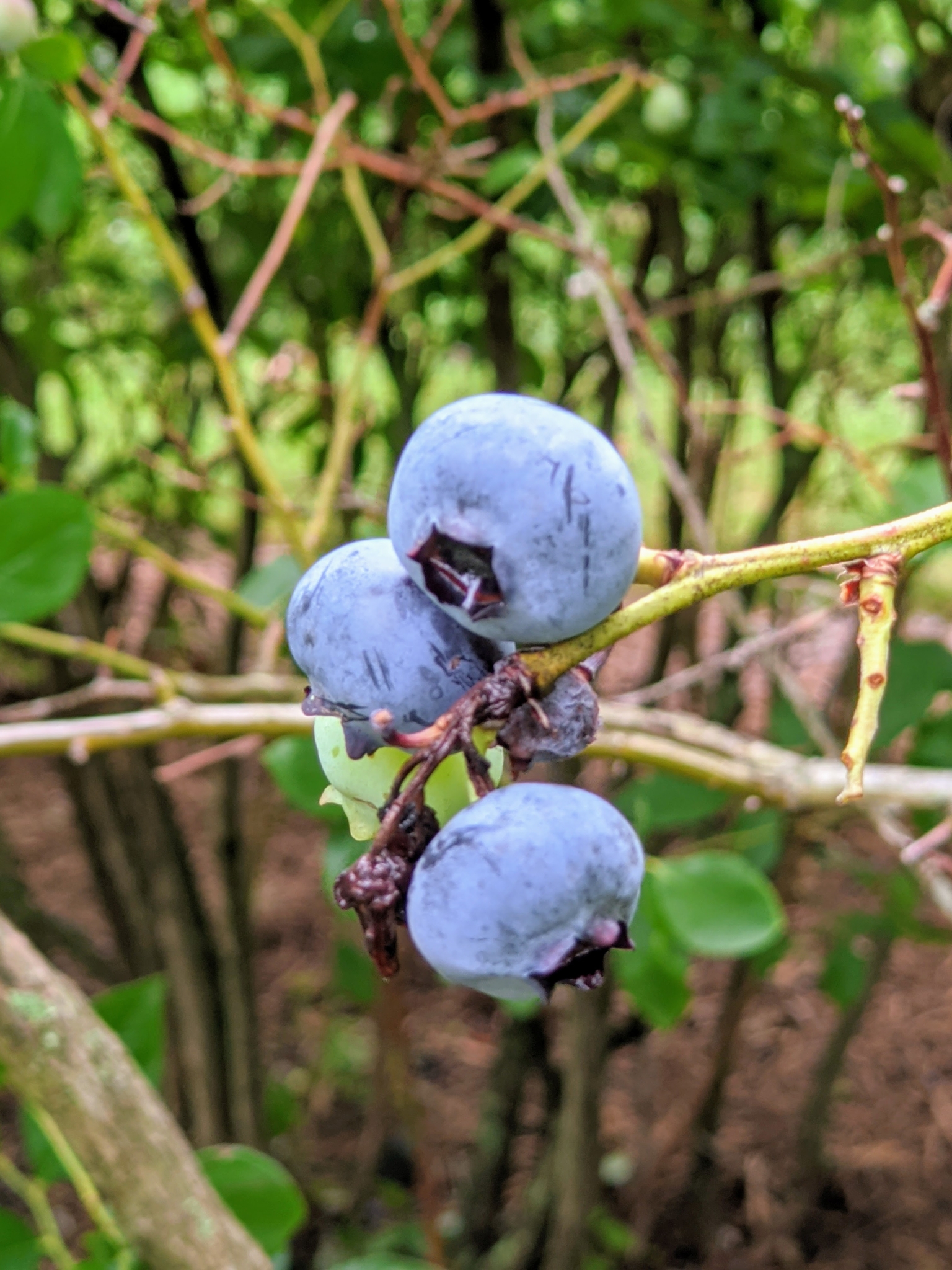 Picking the First Blueberries of the Season - The Martha Stewart Blog