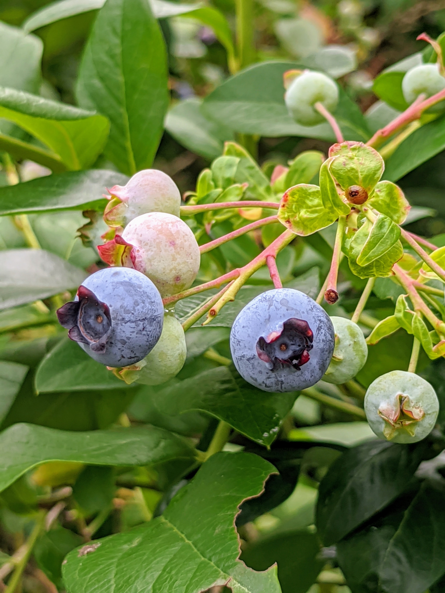 Picking the First Blueberries of the Season - The Martha Stewart Blog