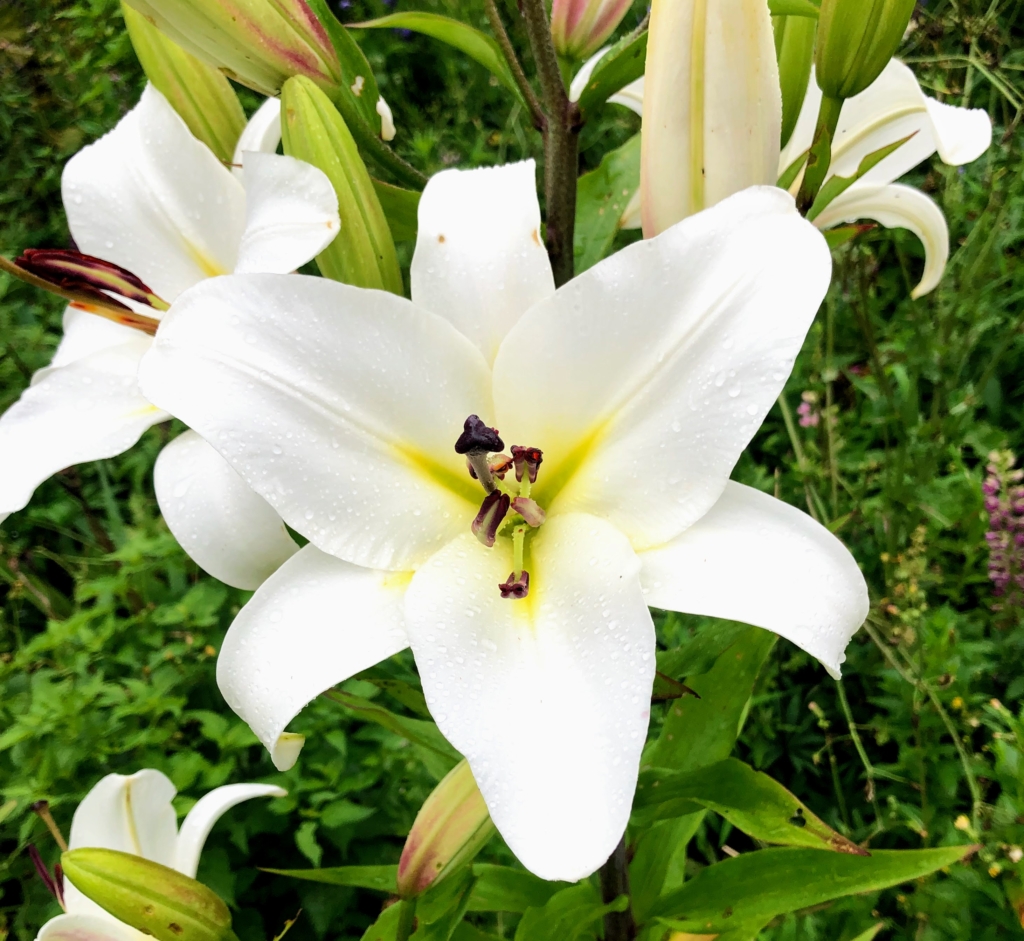 The Martha Stewart Blog : Blog Archive My Blooming Lilies - The Martha ...