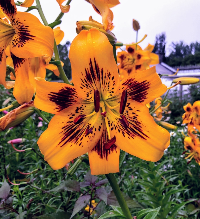 My Blooming Lilies - The Martha Stewart Blog