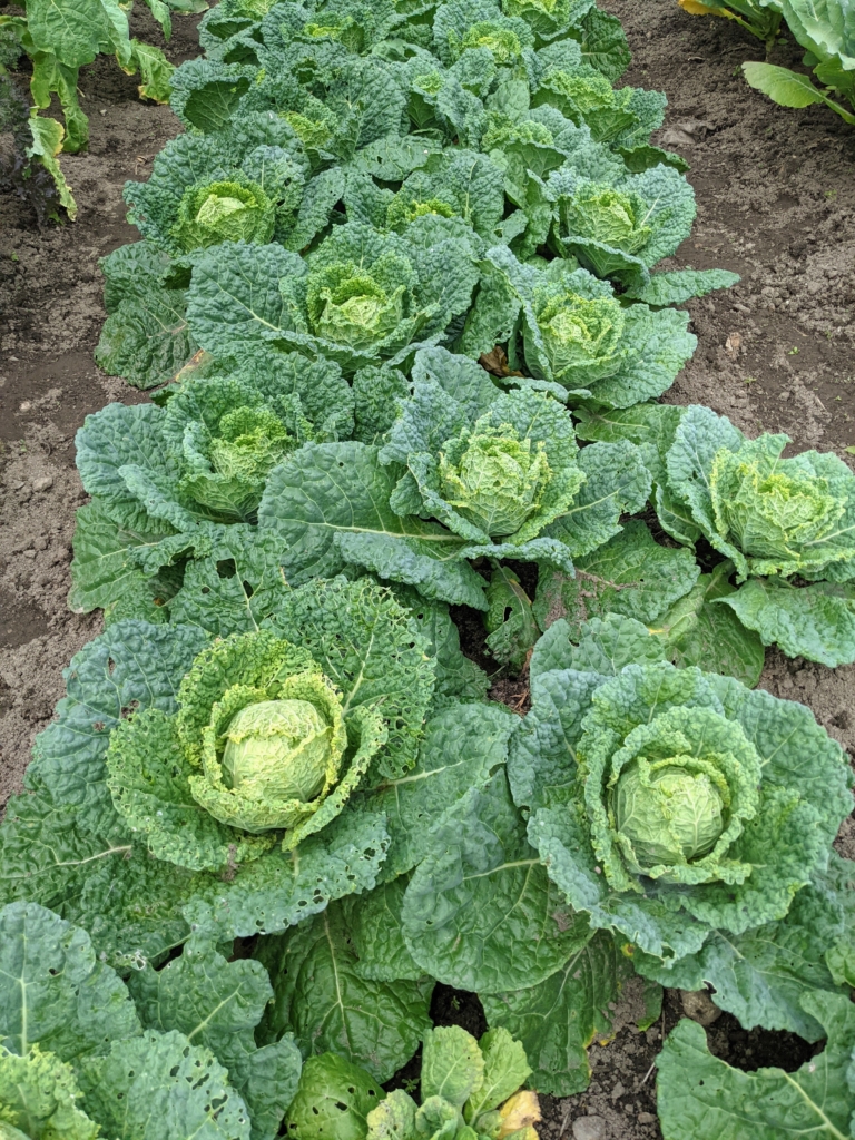 A Late July Harvest at My Farm - The Martha Stewart Blog