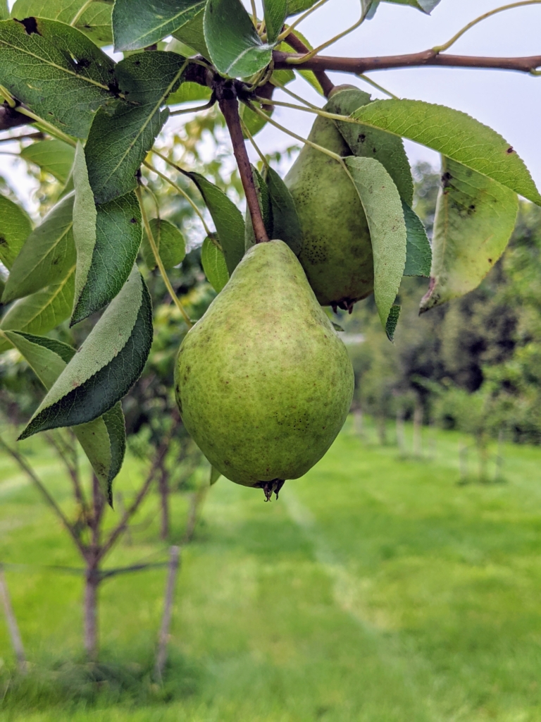 The Martha Stewart Blog : Blog Archive Growing Fruits at the Farm - The ...