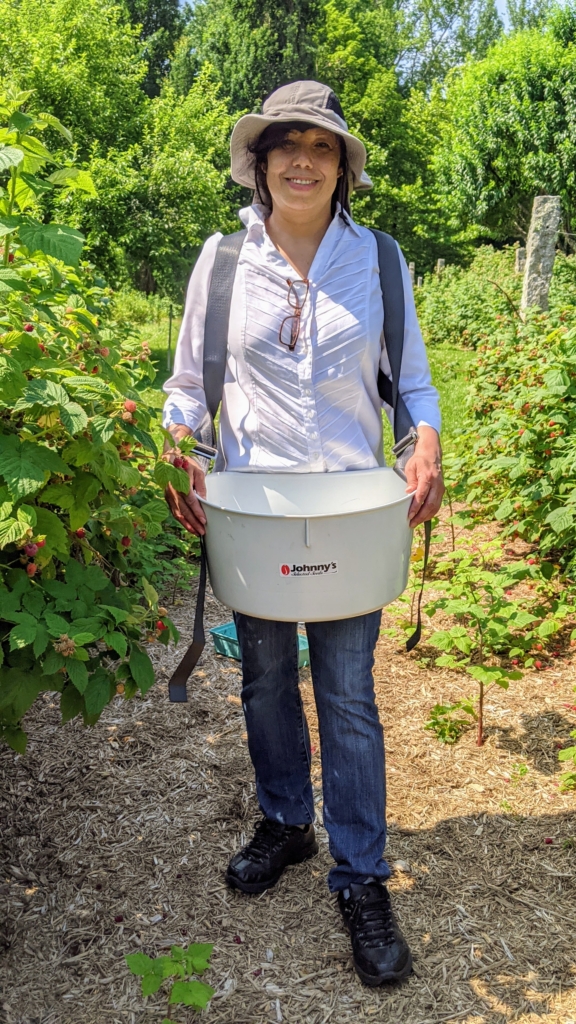 The Martha Stewart Blog : Blog Archive Harvesting Sweet Raspberries ...
