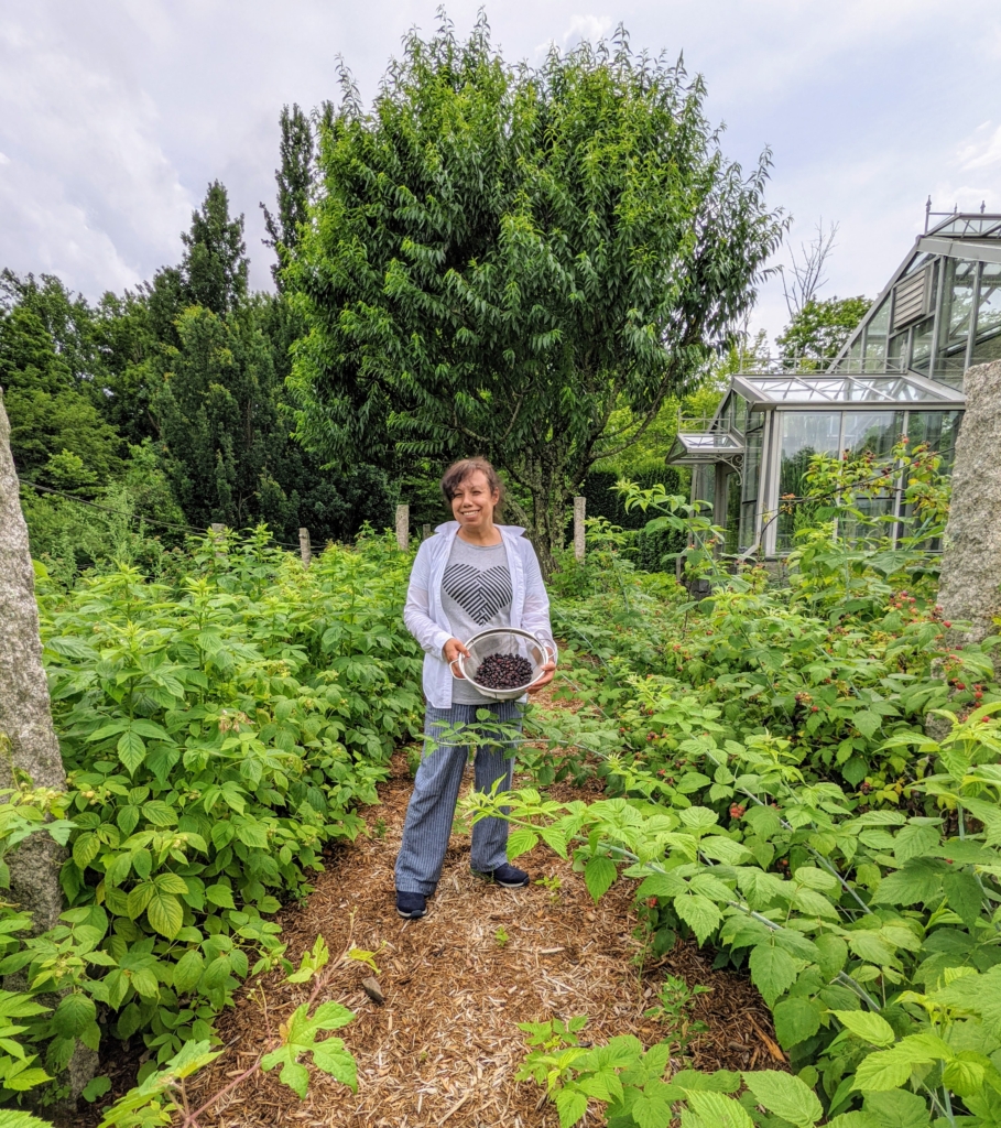 Harvesting Sweet Raspberries - The Martha Stewart Blog