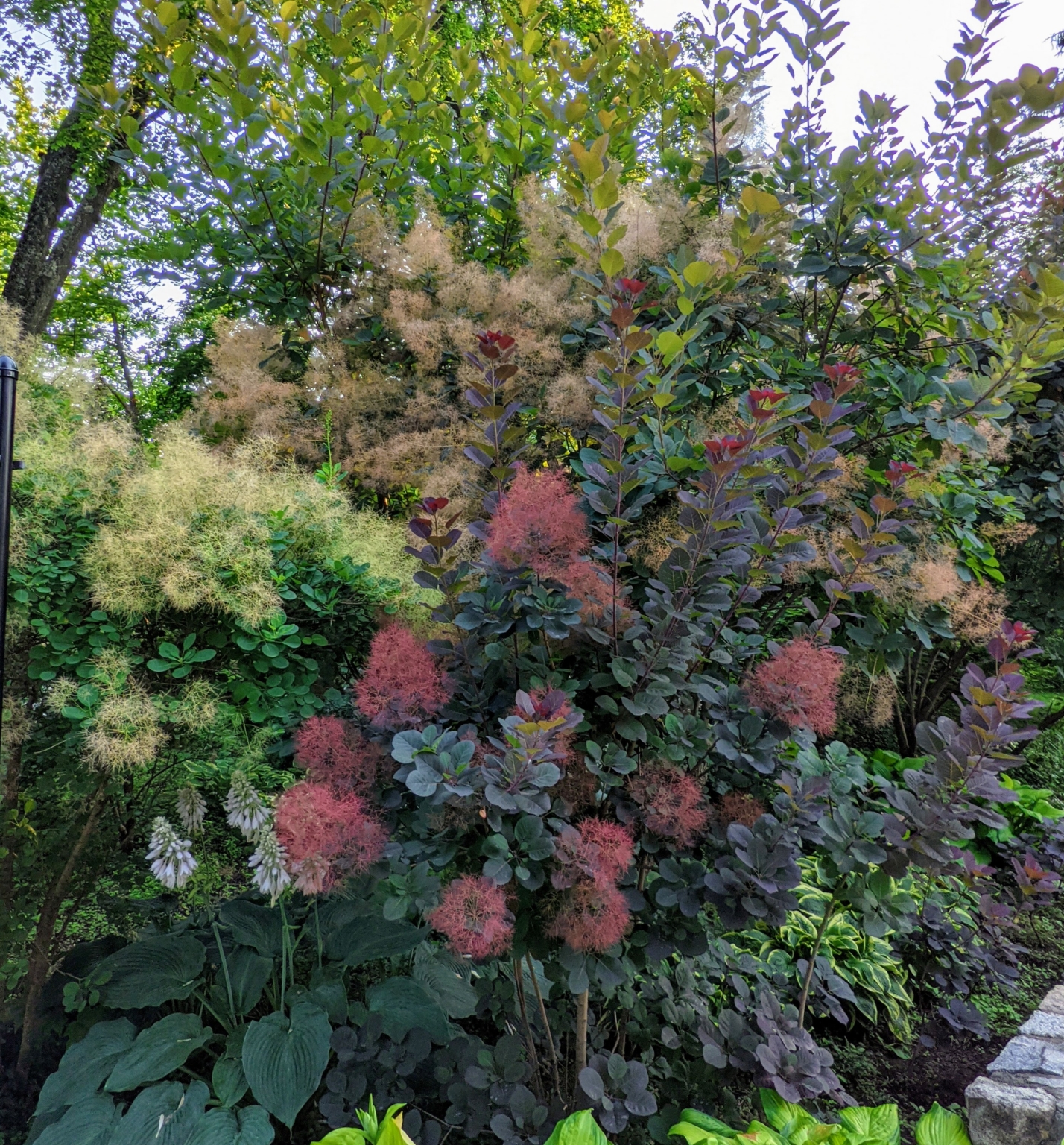 The Cotinus Around My Farm - The Martha Stewart Blog