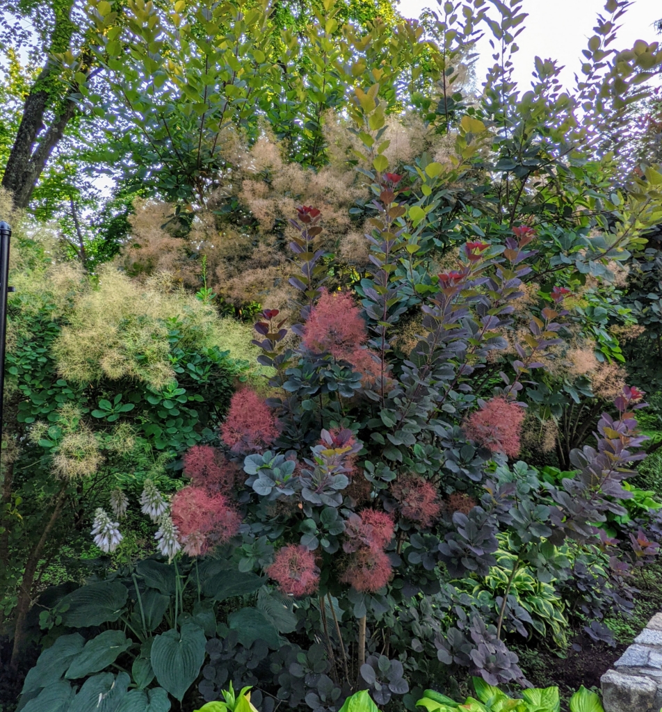 The Cotinus Around My Farm - The Martha Stewart Blog