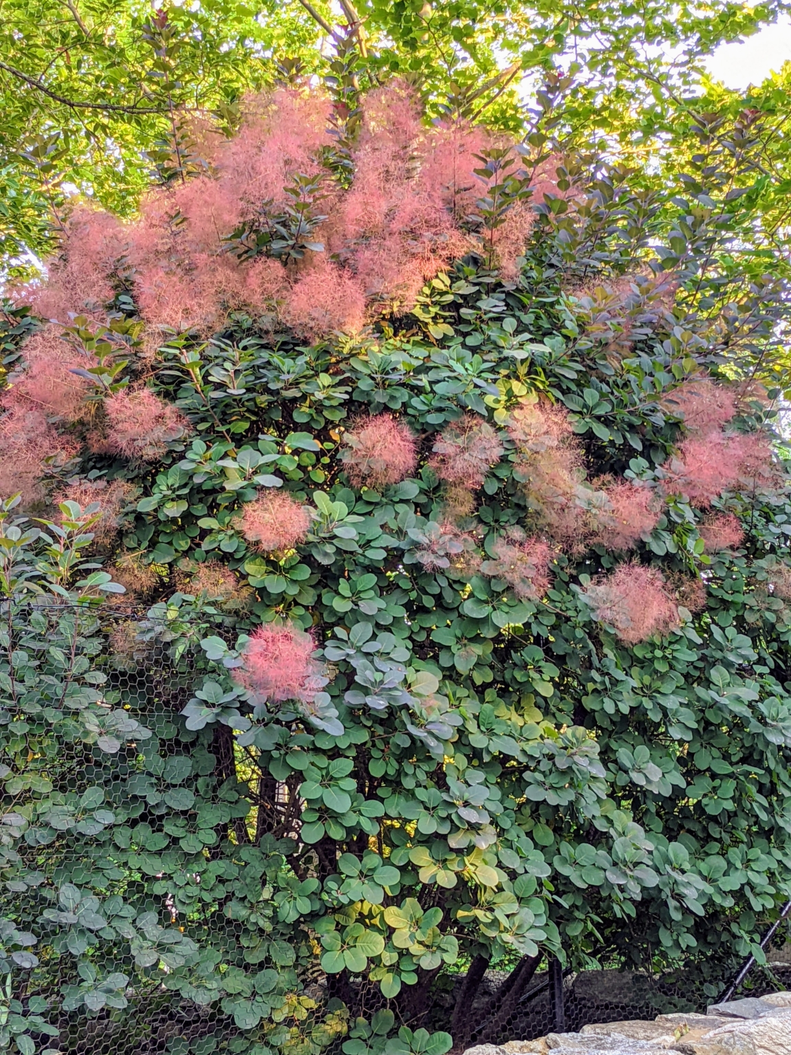 The Cotinus Around My Farm - The Martha Stewart Blog