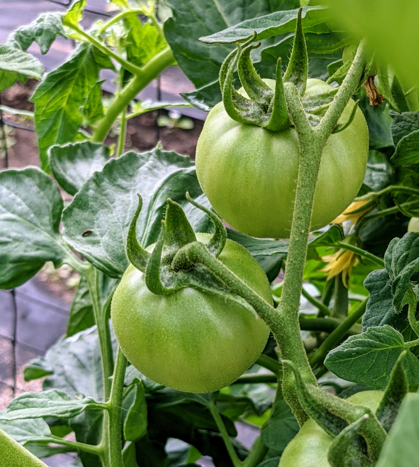 Supporting My Growing Tomato Plants - The Martha Stewart Blog