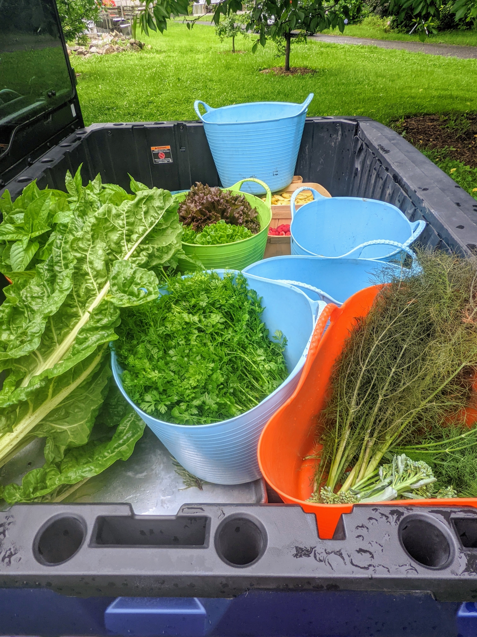 Harvesting Vegetables from the Garden - The Martha Stewart Blog