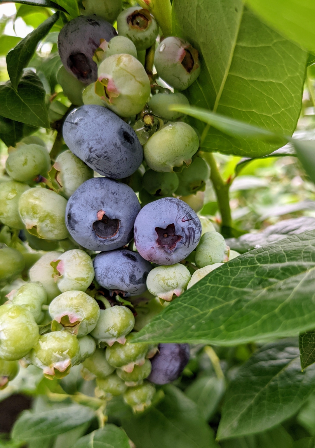 Picking the First Blueberries of the Season - The Martha Stewart Blog