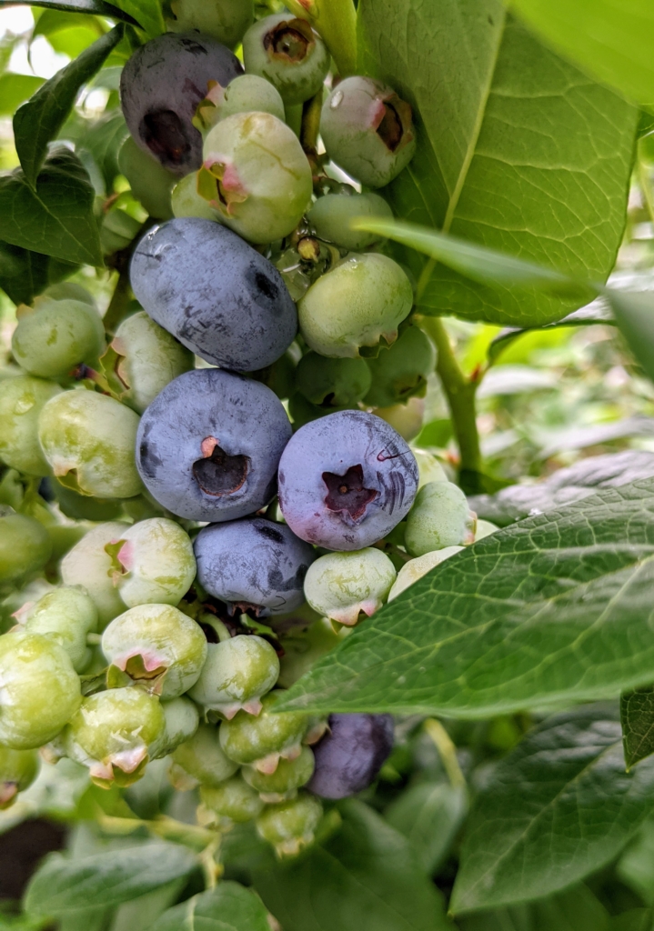 Picking the First Blueberries of the Season - The Martha Stewart Blog