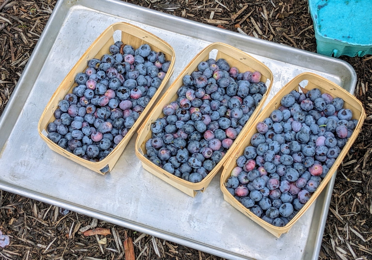 Picking the First Blueberries of the Season - The Martha Stewart Blog