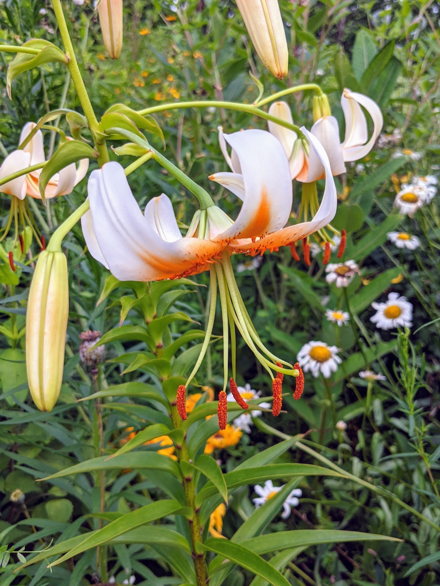 My Blooming Lilies - The Martha Stewart Blog