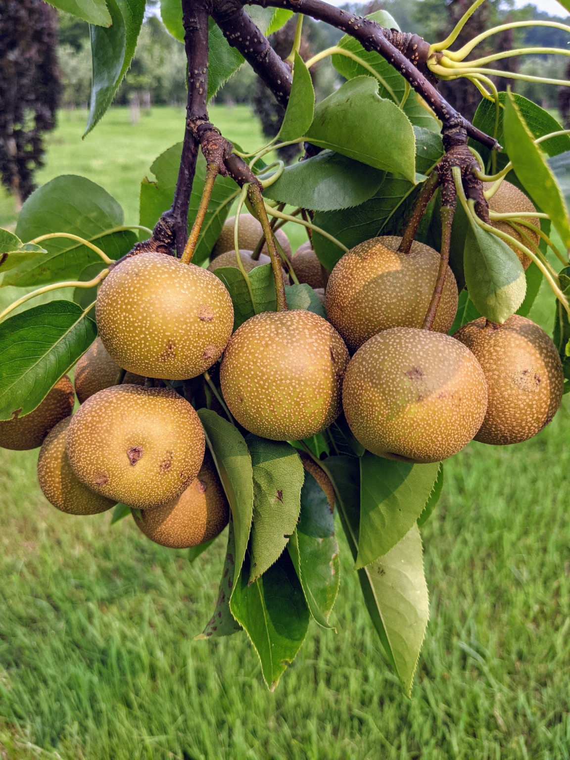 Growing Fruits at the Farm - The Martha Stewart Blog