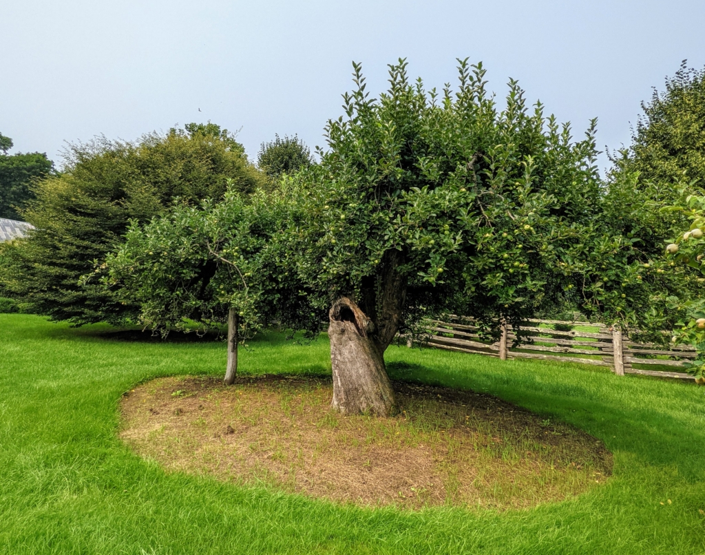 Growing Fruits at the Farm - The Martha Stewart Blog