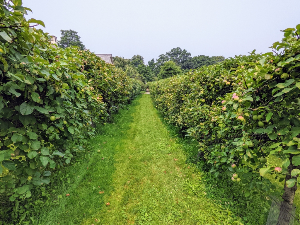 Growing Fruits at the Farm - The Martha Stewart Blog