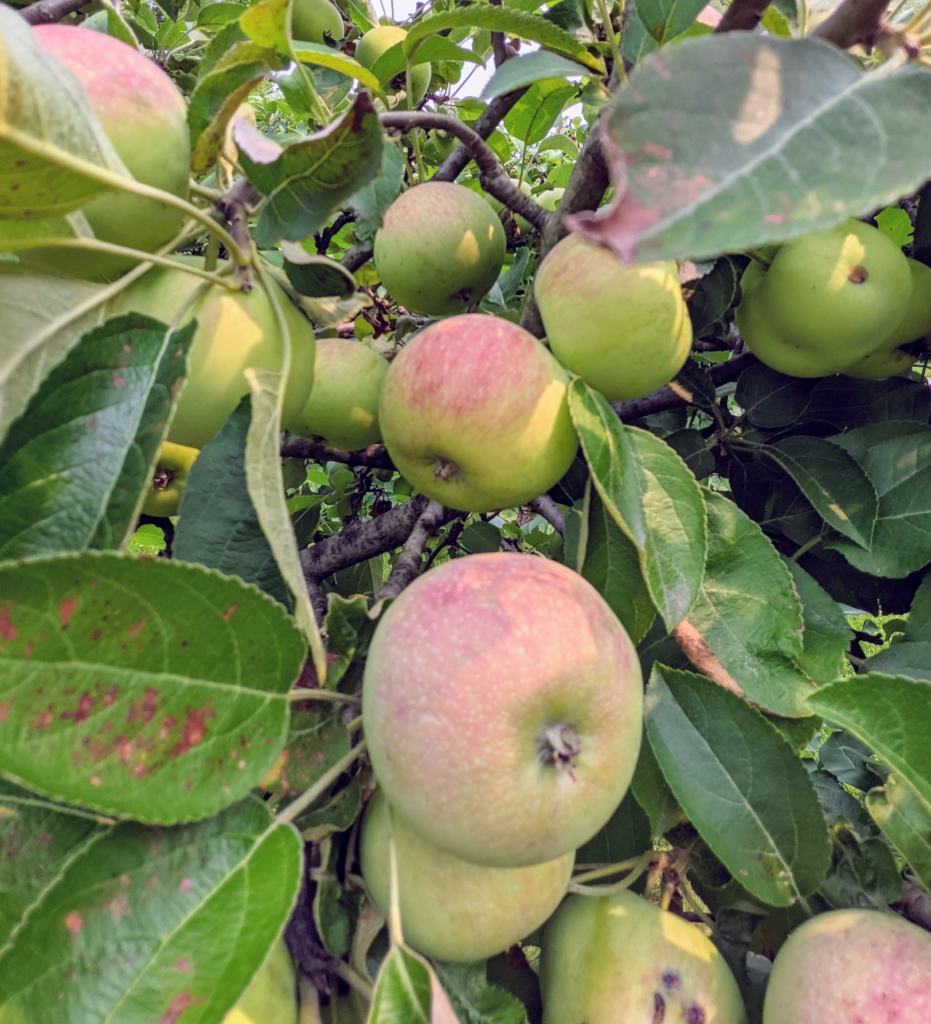 Growing Fruits at the Farm - The Martha Stewart Blog