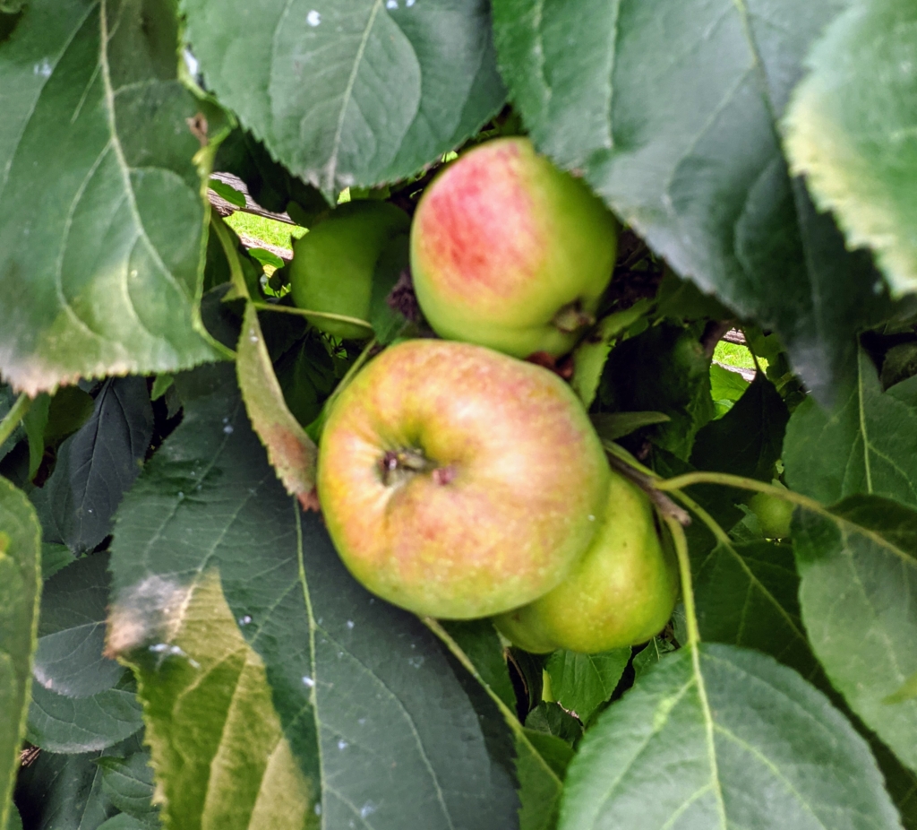 Growing Fruits at the Farm - The Martha Stewart Blog