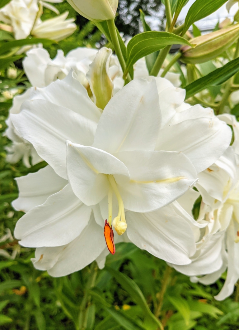 The Martha Stewart Blog : Blog Archive My Blooming White Lily Garden ...