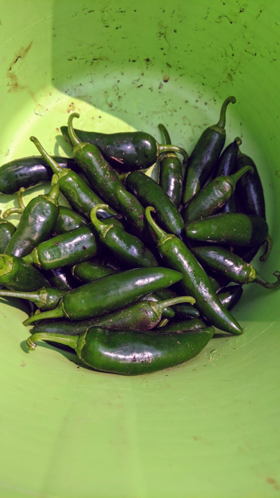 A Late July Harvest at My Farm - The Martha Stewart Blog